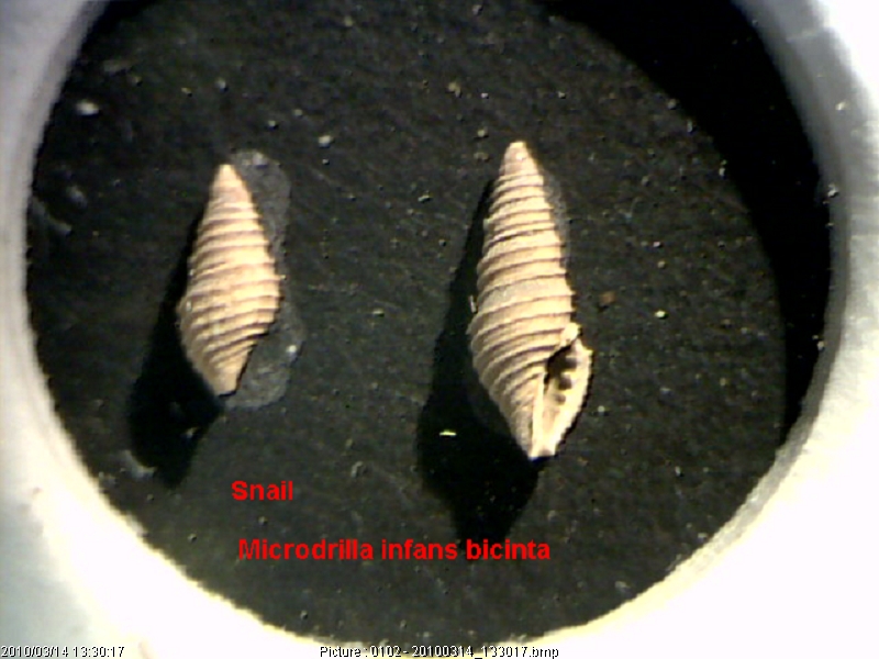 Gastropoda Microdrilla infans bicinta - Member Collections - The Fossil ...