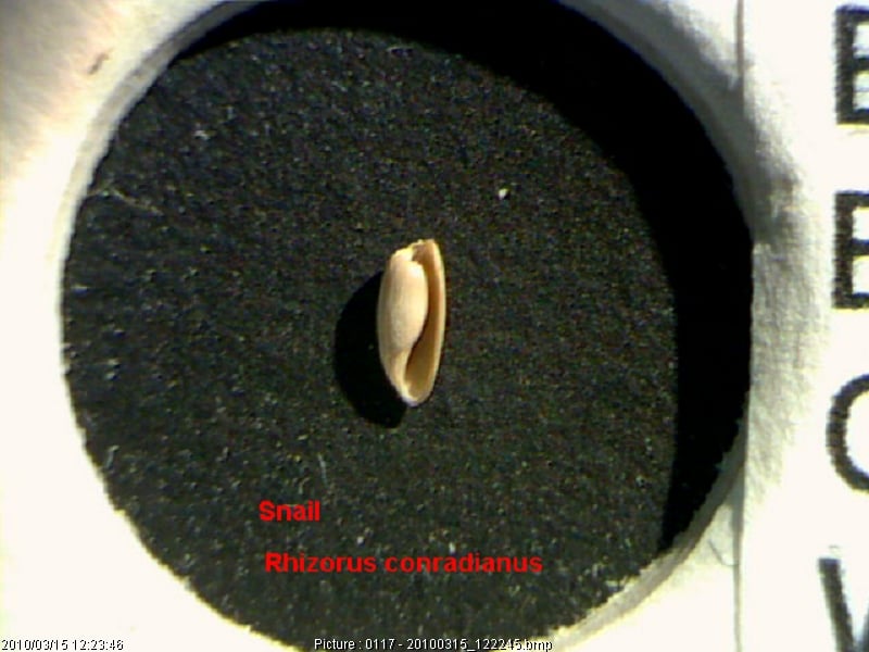 Gastropoda Rhizorus conradianus - Member Collections - The Fossil Forum