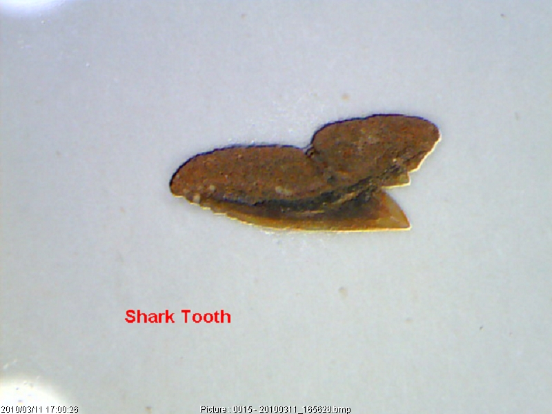 Chondrichthyes Shark Tooth #1 - Member Collections - The Fossil Forum