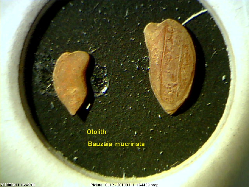 Osteichthyes Otolith Bauxaia mucrinata - Member Collections - The ...