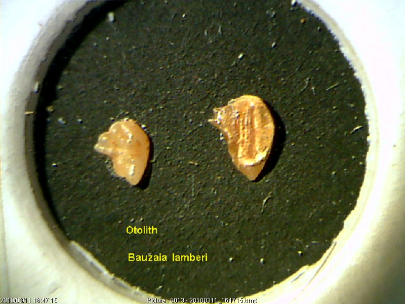 Osteichthyes Otolith Bauzaia lamberi - Member Collections - The Fossil ...