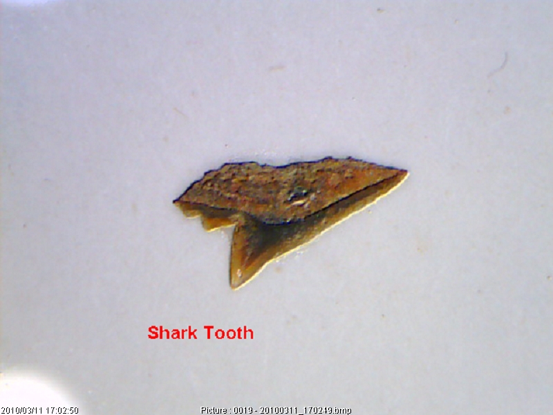 Chondrichthyes Shark Tooth #3 - Member Collections - The Fossil Forum