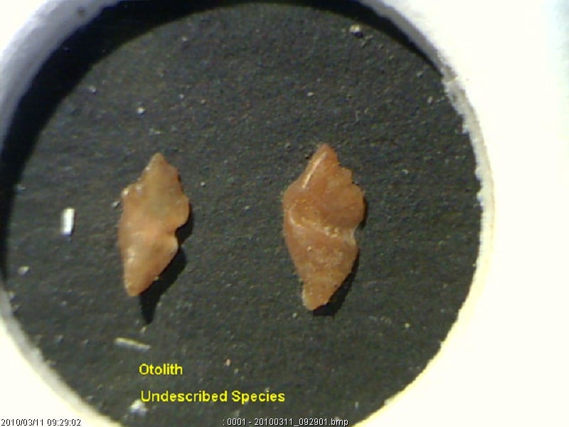 Osteichthyes Otolith Undescribed #1 - Member Collections - The Fossil Forum
