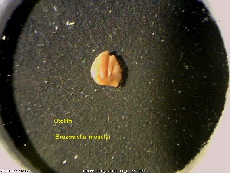 Osteichthyes Otolith Brazosiella moseleyi - Member Collections - The ...