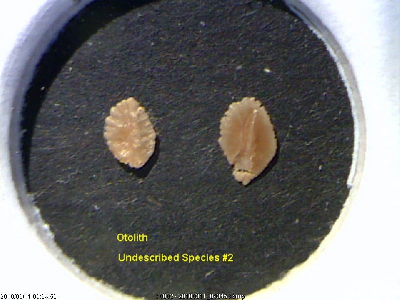 Osteichthyes Otolith Undescribed #2 - Member Collections - The Fossil Forum