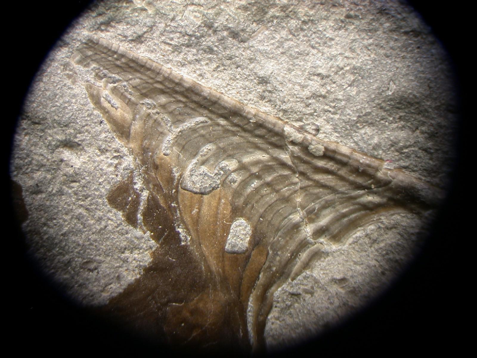 Devonian Cephalopod: Arkona/Widder Formation, Hungry Hollow ON Canada ...