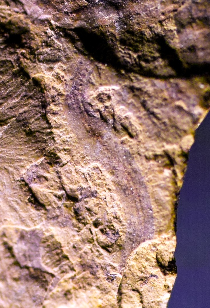 Cambrian Annelid: Chengjiang Lagerstatte - Member Collections - The ...