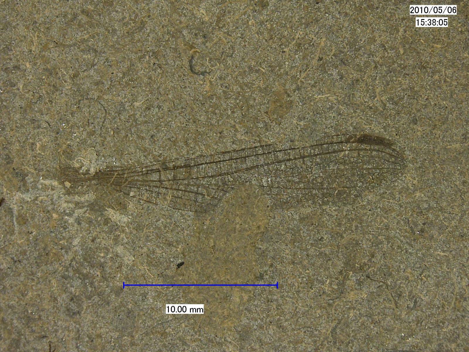 Dragonfly? Wing - Member Collections - The Fossil Forum