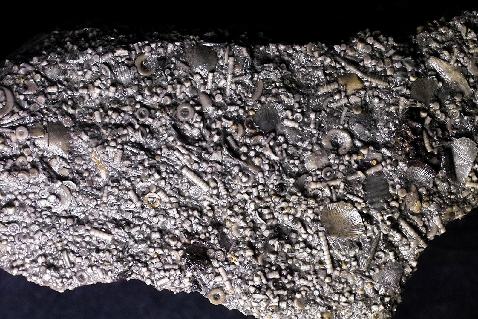 Arkona Crinoid Plate - Member Collections - The Fossil Forum
