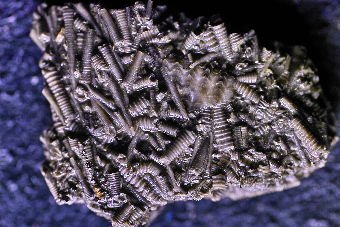 Arkona Tentaculite Plate - Member Collections - The Fossil Forum