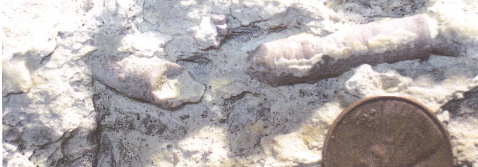 crinoid stems from different location - Member Collections - The Fossil ...