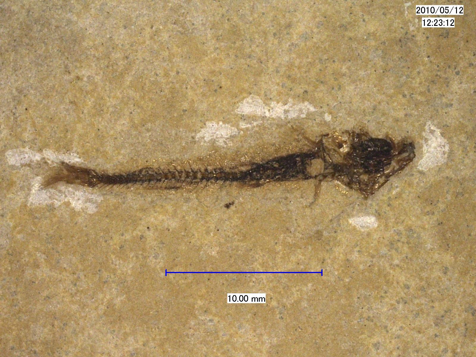 Fish indet. - Member Collections - The Fossil Forum