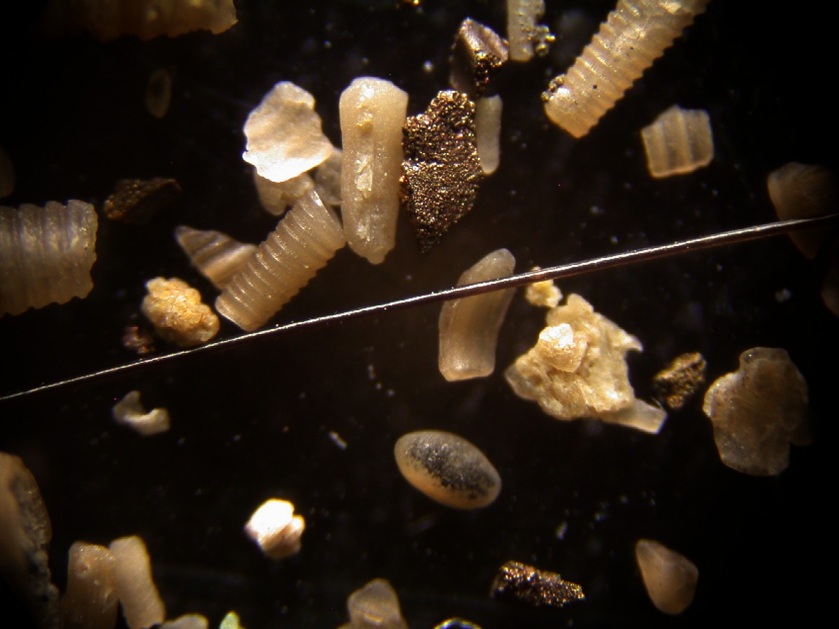 Micro Devonian Fossils from Arkona Shale - Member Collections - The ...