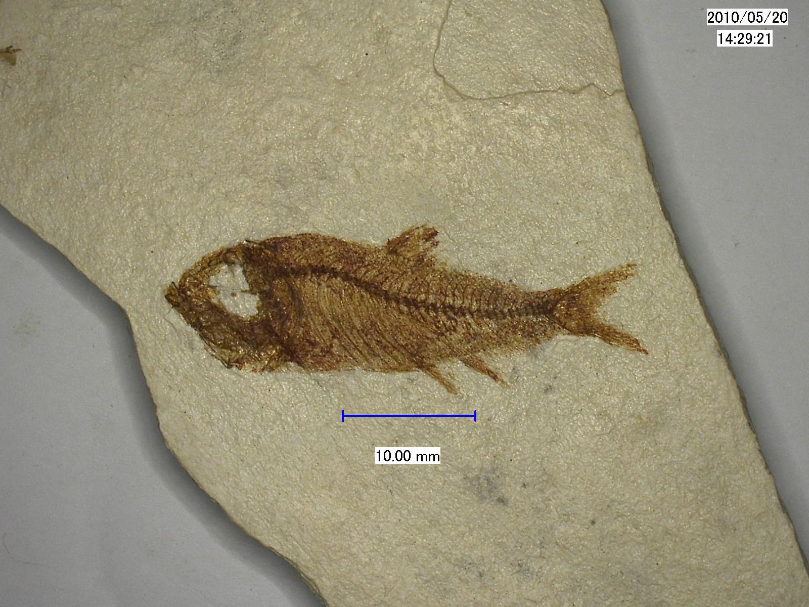 Fish indet. - Member Collections - The Fossil Forum