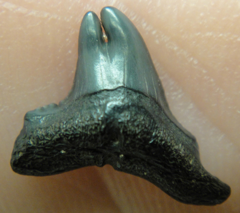 Twin tip front - Member Collections - The Fossil Forum