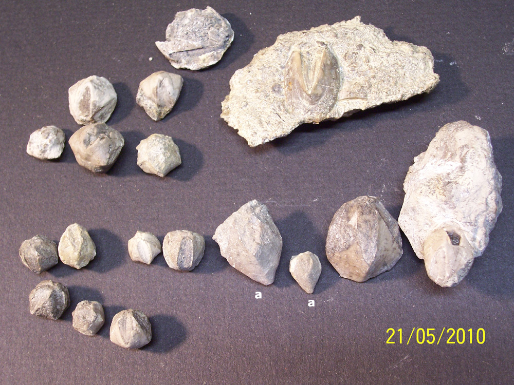 blastoids.jpg - Member Collections - The Fossil Forum