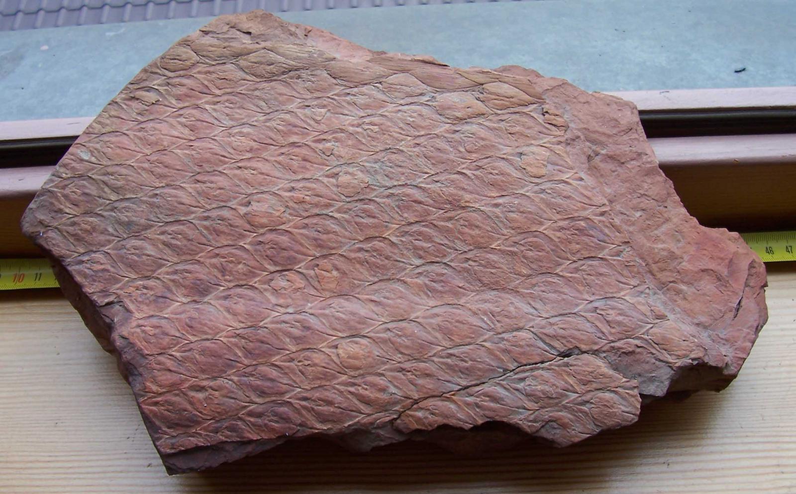 Lepidodendron lycopodioides bark - Member Collections - The Fossil Forum