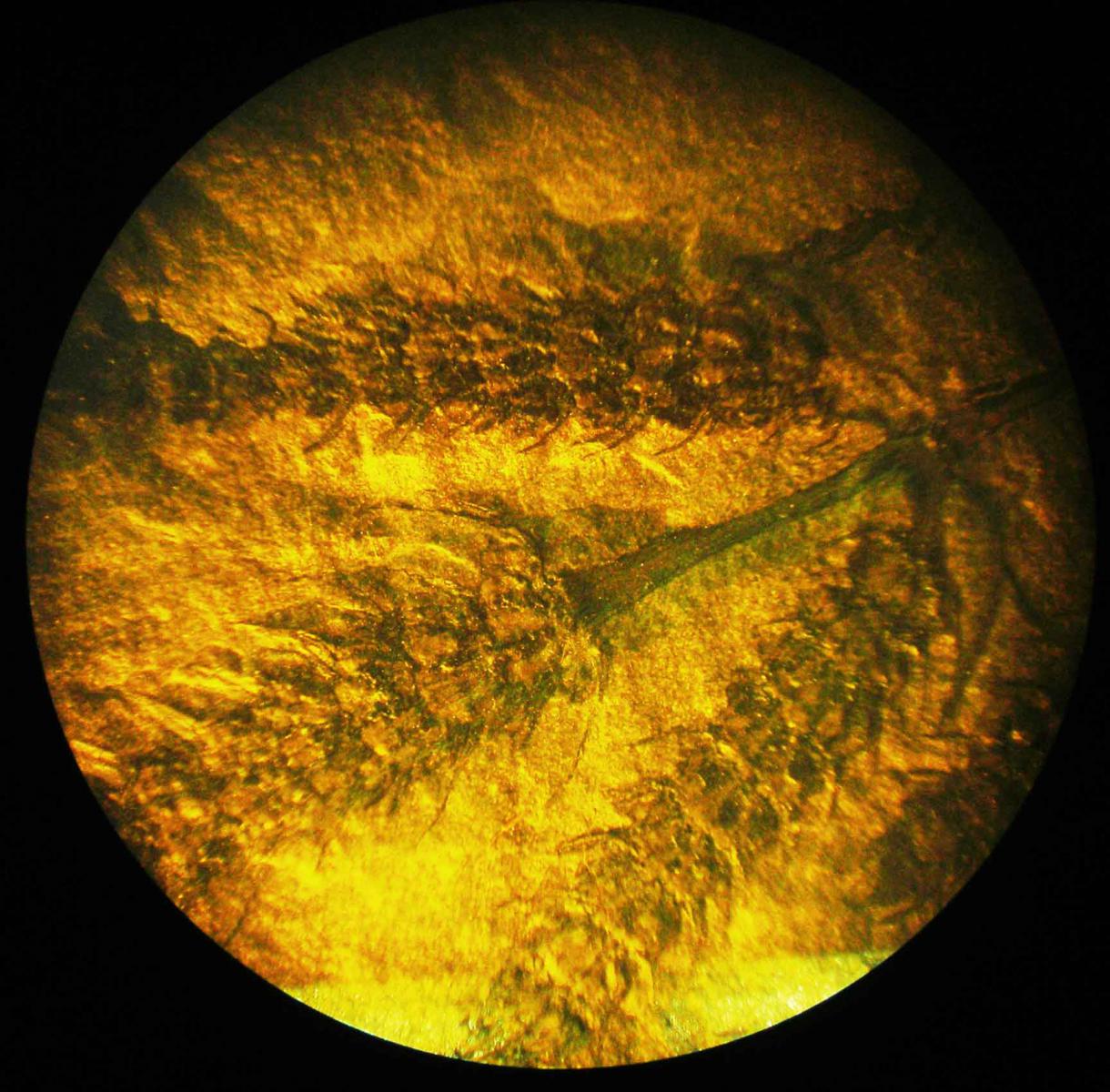 Calamostachis (Calamites spore cone) - Member Collections - The Fossil ...