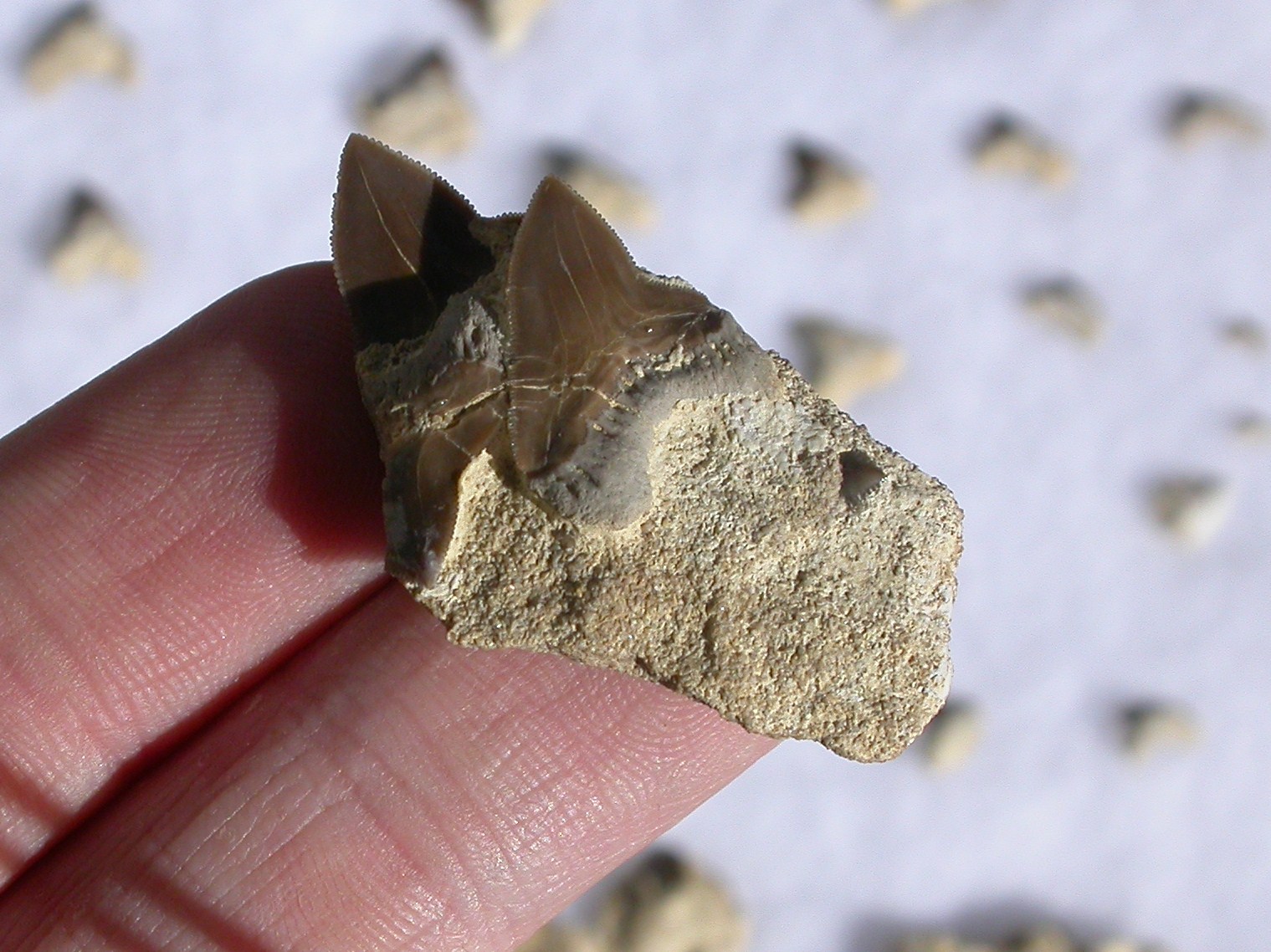 Associated S. falcatus dentition. - Member Collections - The Fossil Forum