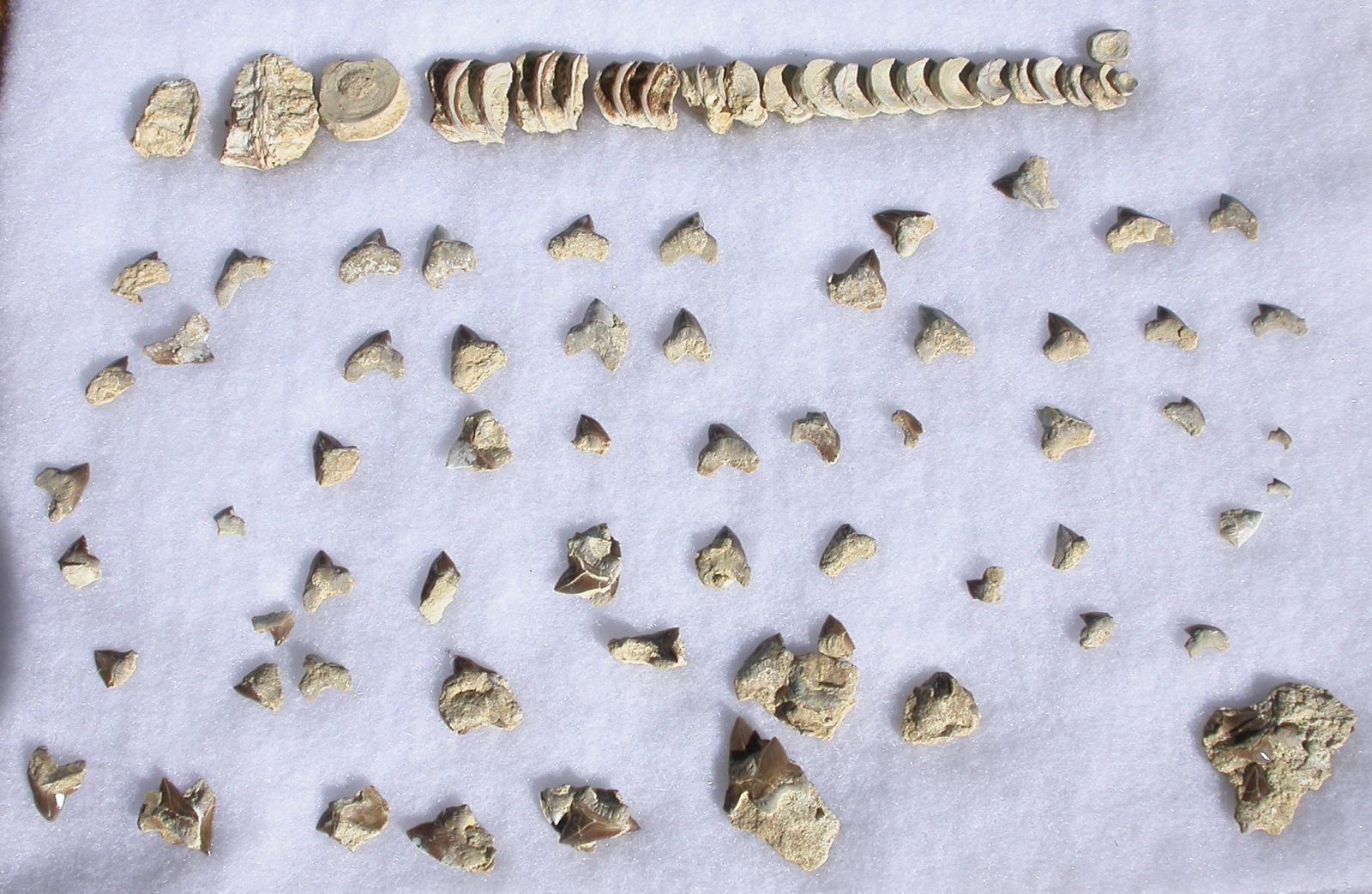Associated Squaliorax falcatus Dentition - The Fossil Forum