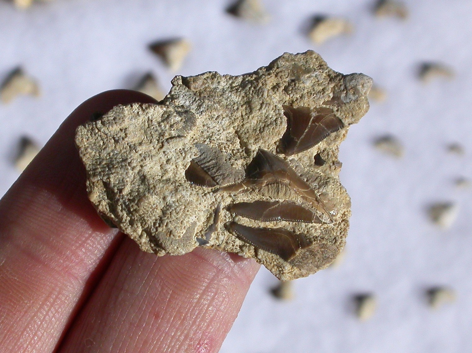 Associated S. falcatus dentition. - Member Collections - The Fossil Forum