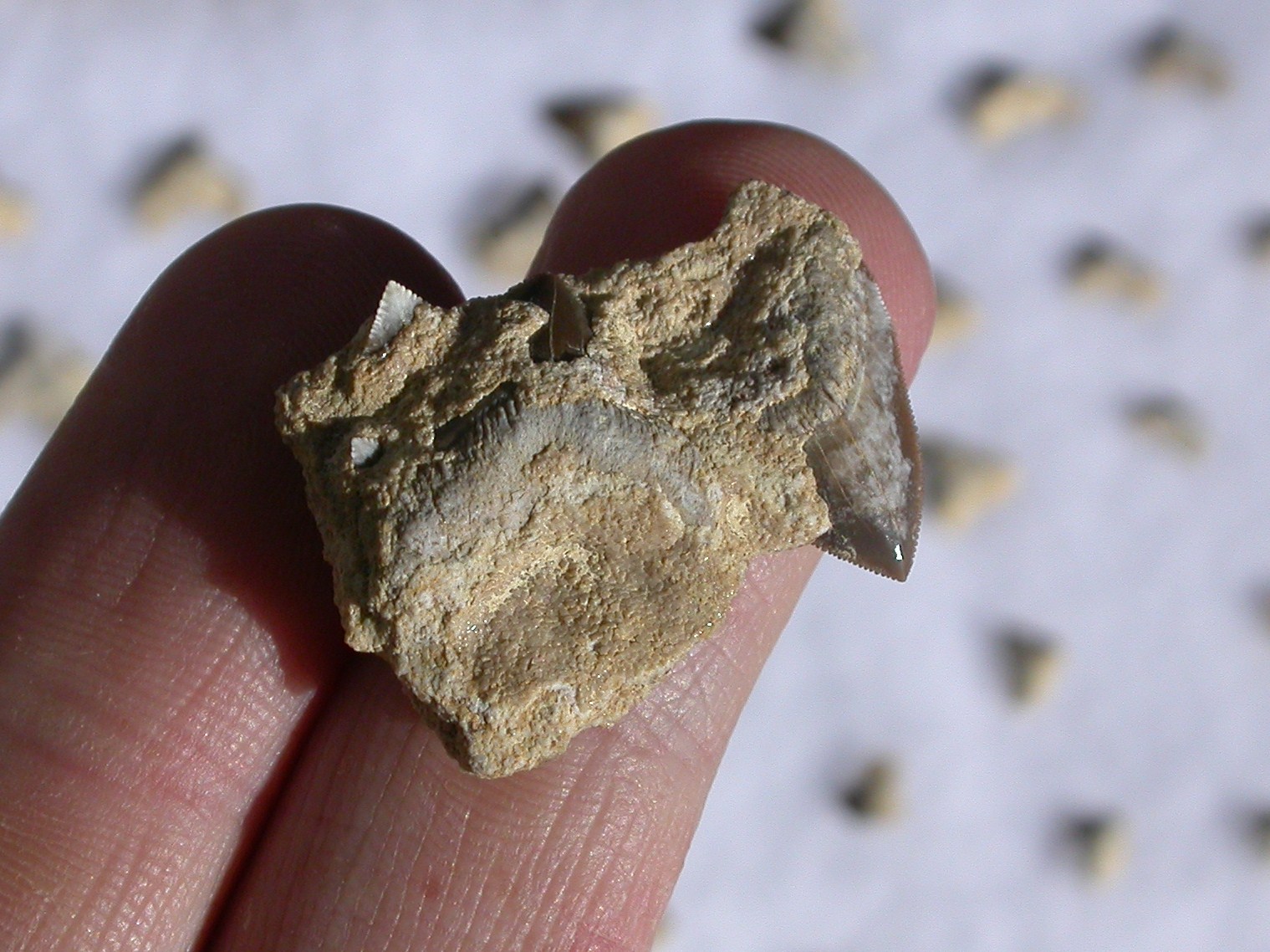 Associated S. falcatus dentition. - Member Collections - The Fossil Forum