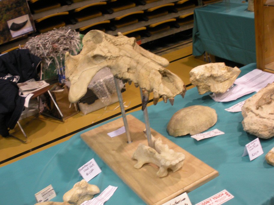 Entelodont - Member Collections - The Fossil Forum
