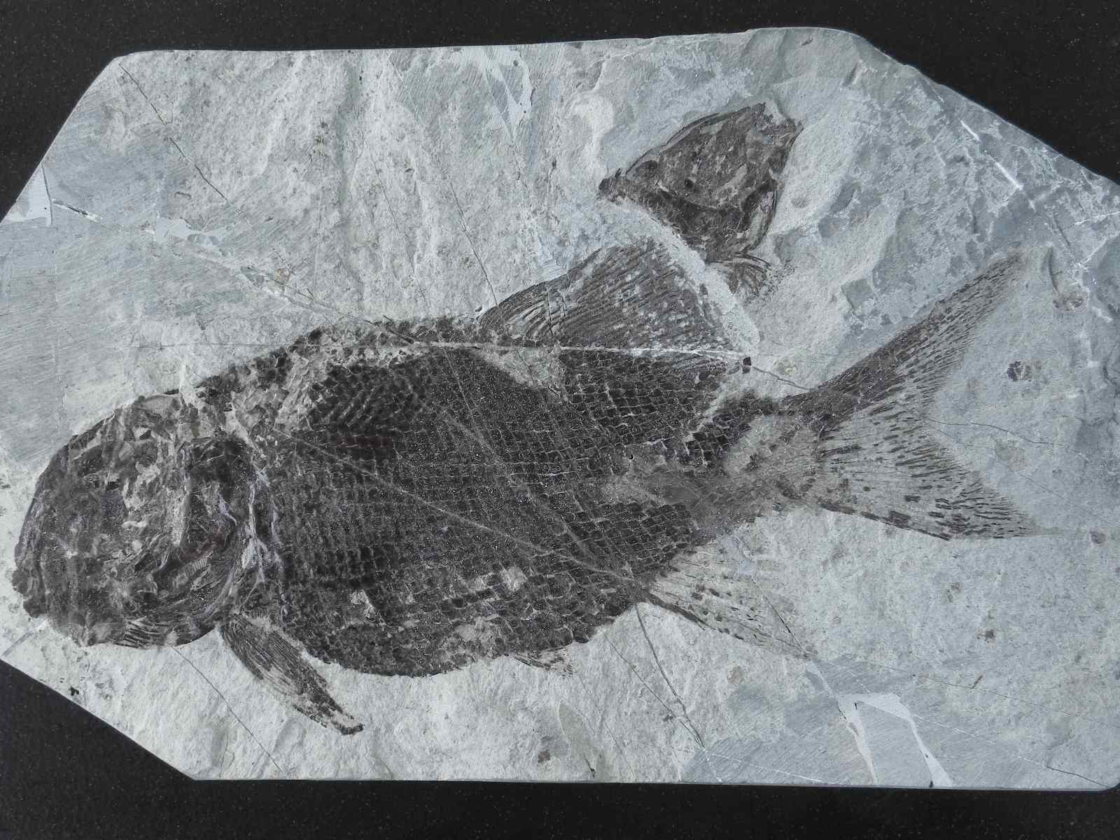 Paralepidotus ornatus - Member Collections - The Fossil Forum