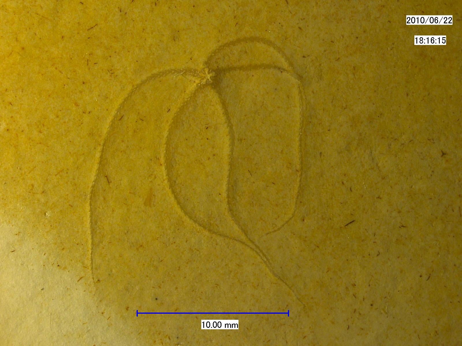 Geocoma carinata - Member Collections - The Fossil Forum