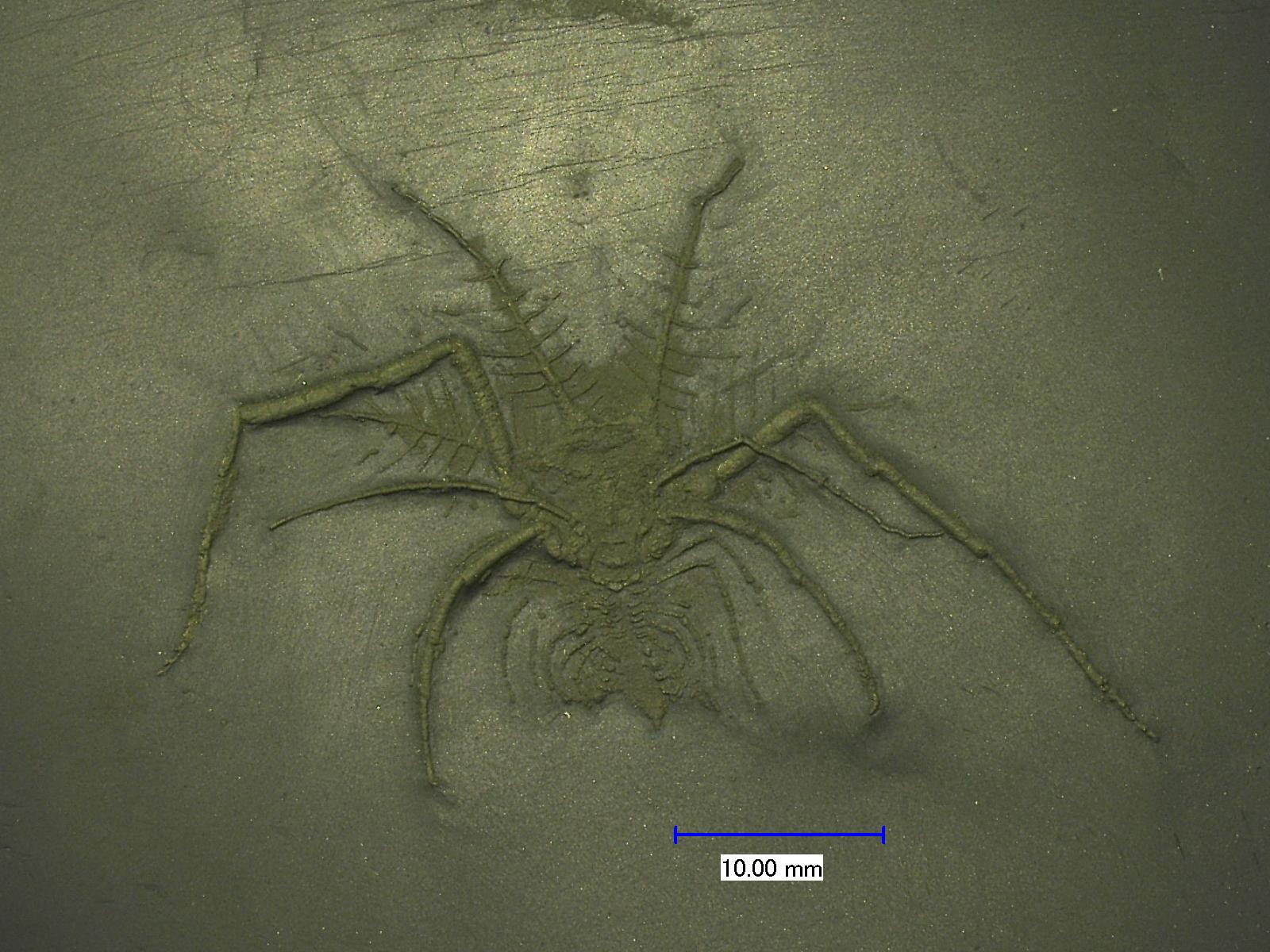 Mimetaster hexagonalis - Member Collections - The Fossil Forum