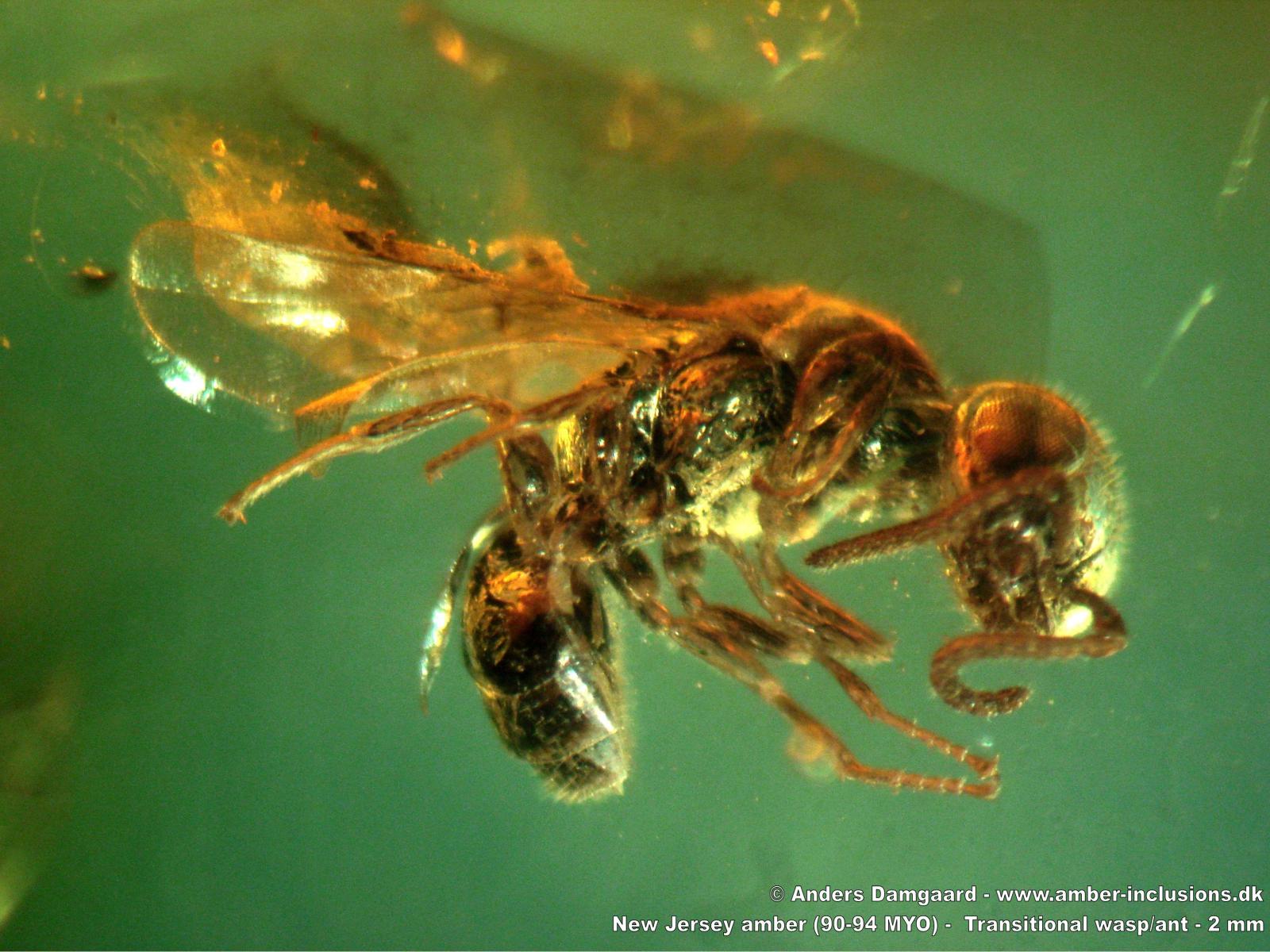 New Jersey amber (90-94 MYO) - Extremely rare transitional waspant ...