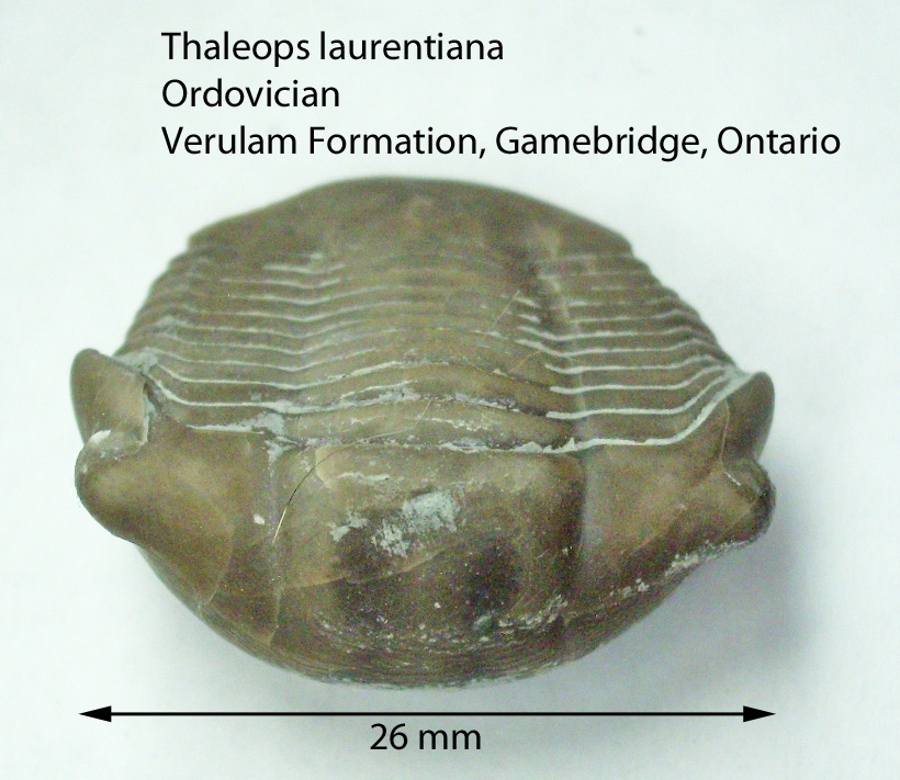 Thaleops laurentiana - Member Collections - The Fossil Forum