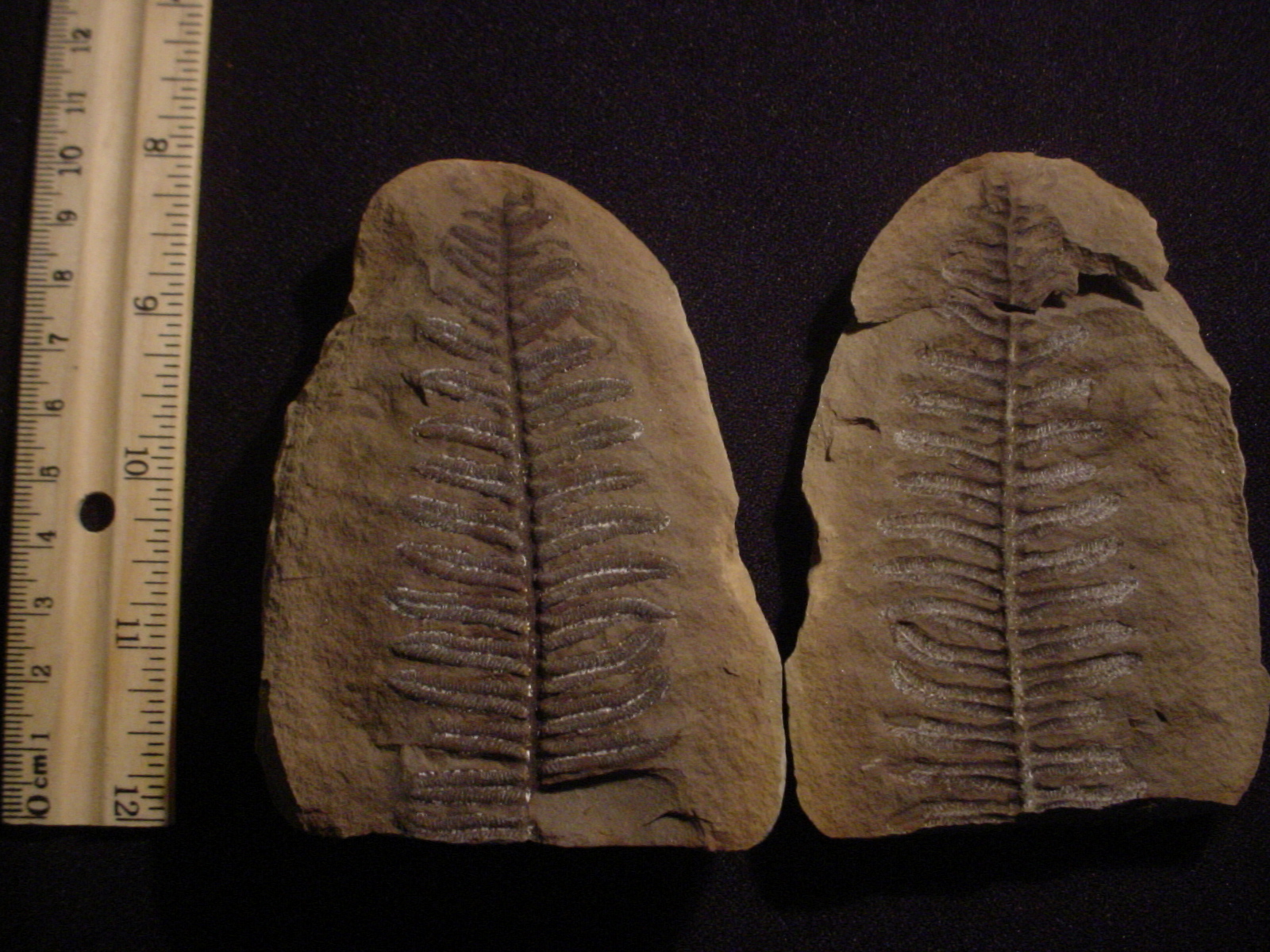 Alethopteris Ambigua RCMC0056.jpg - Member Collections - The Fossil Forum