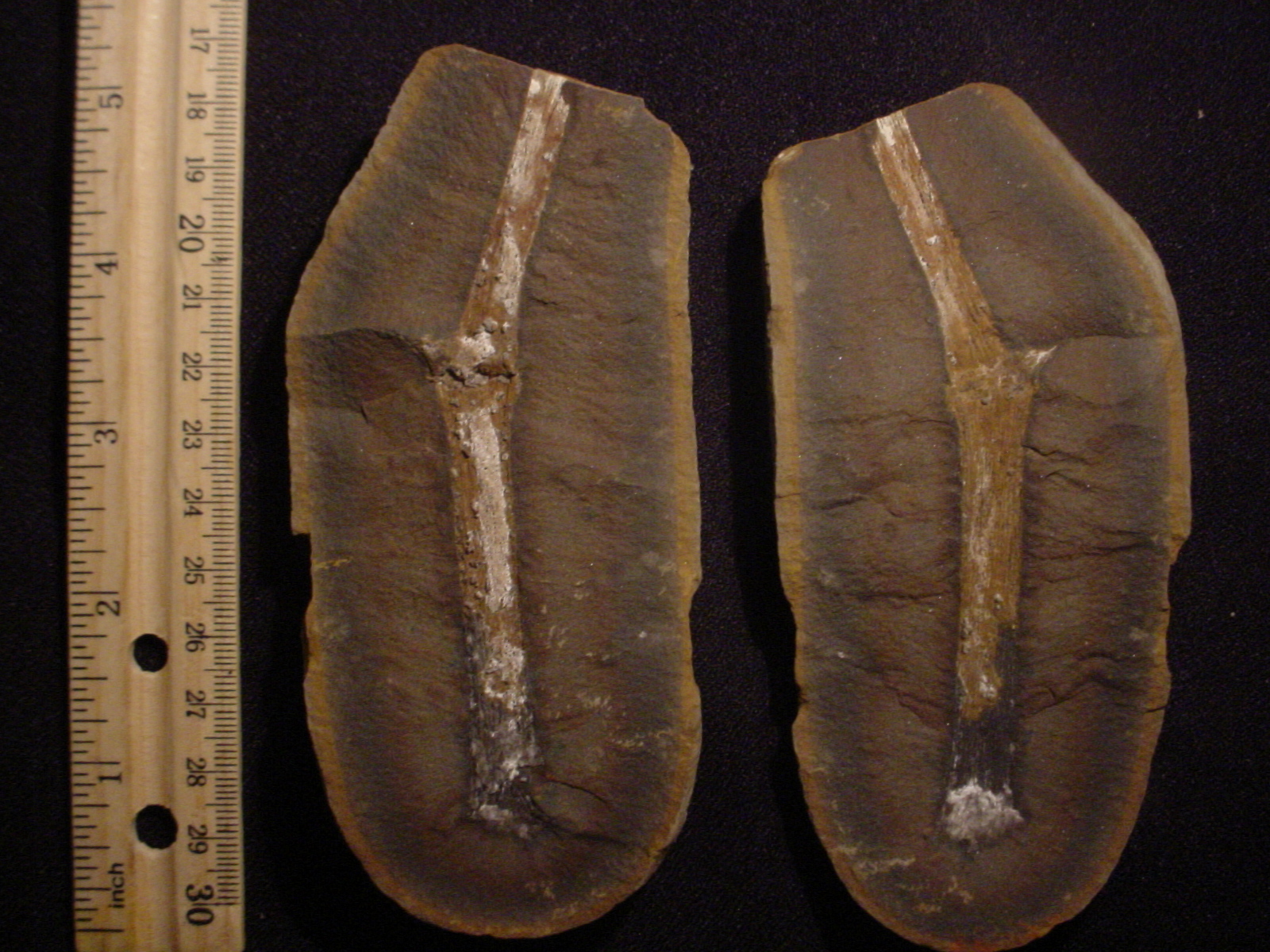 Calamites cisti RCMC0339.jpg - Member Collections - The Fossil Forum