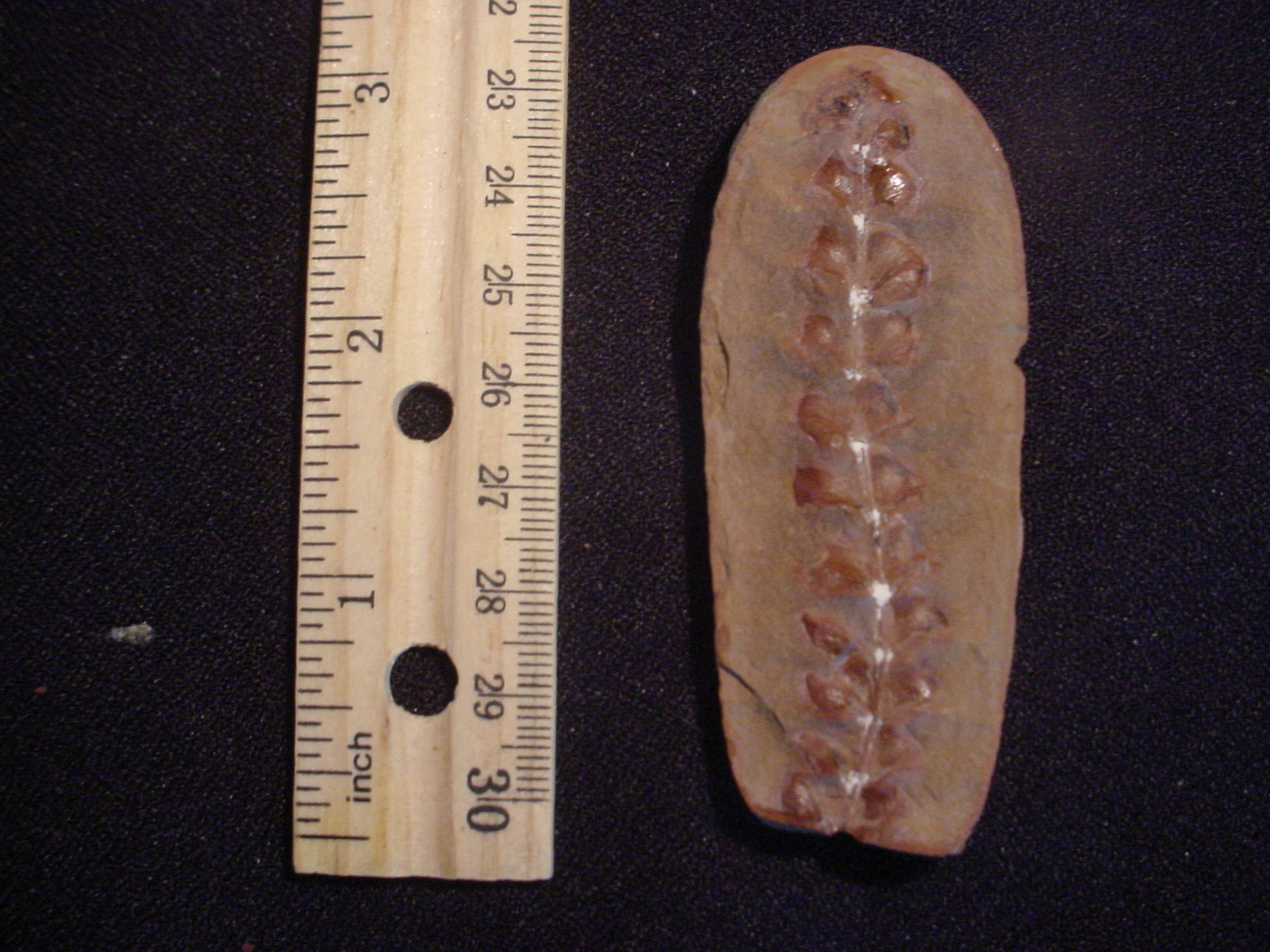 Sphenophyllum sp RCMC0365.jpg - Member Collections - The Fossil Forum