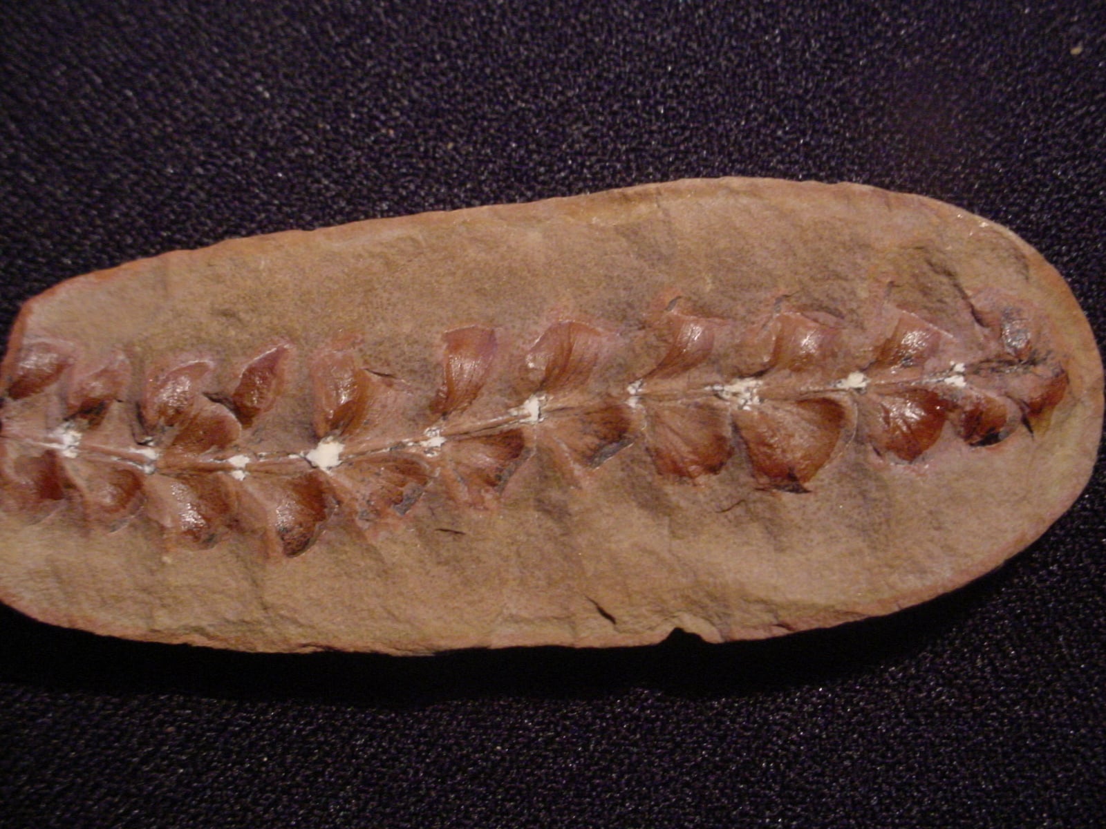 Sphenophyllum sp RCMC0365 (1).jpg - Member Collections - The Fossil Forum