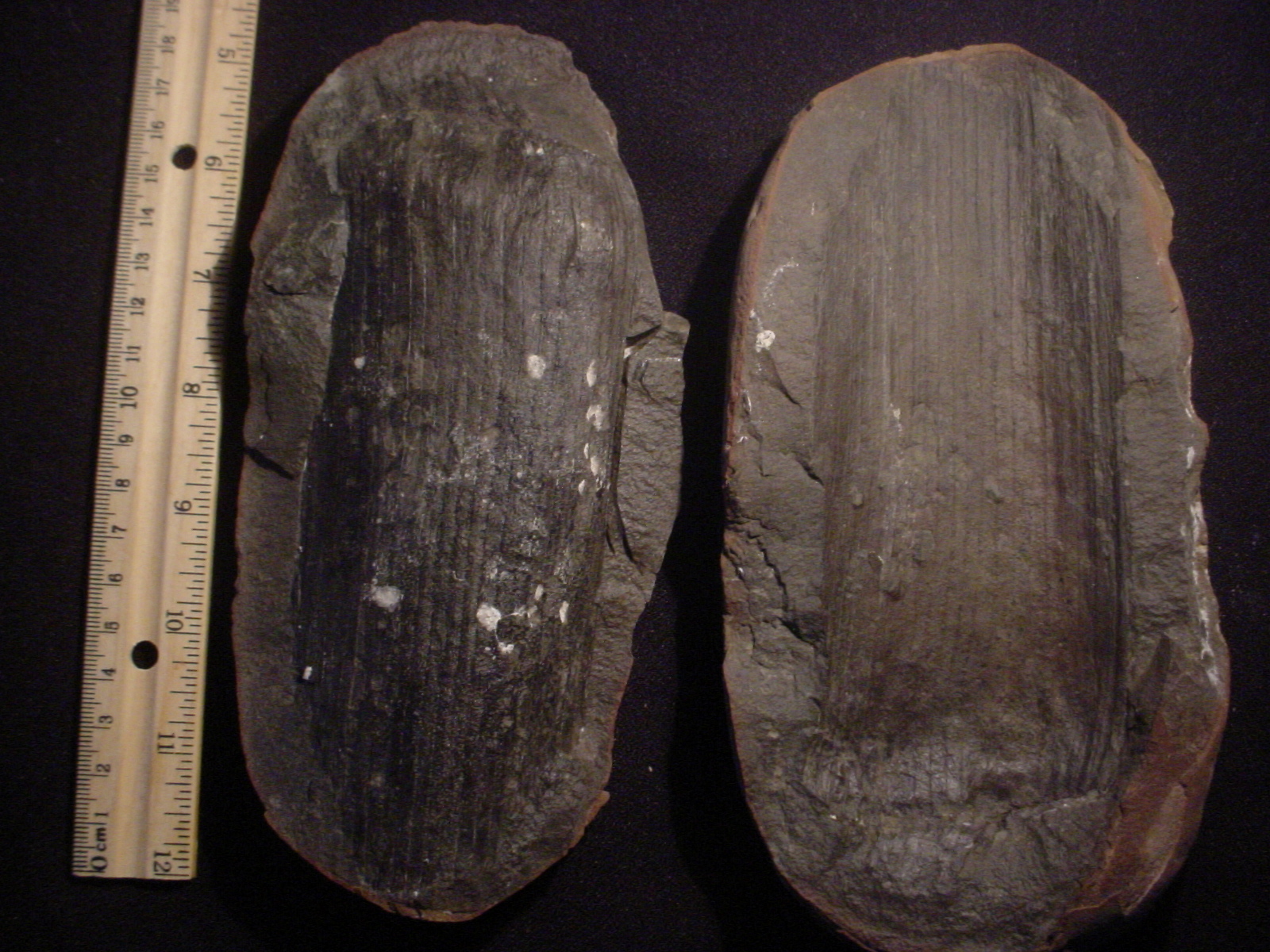 Calamites Suckowi RCMC0099.jpg - Member Collections - The Fossil Forum