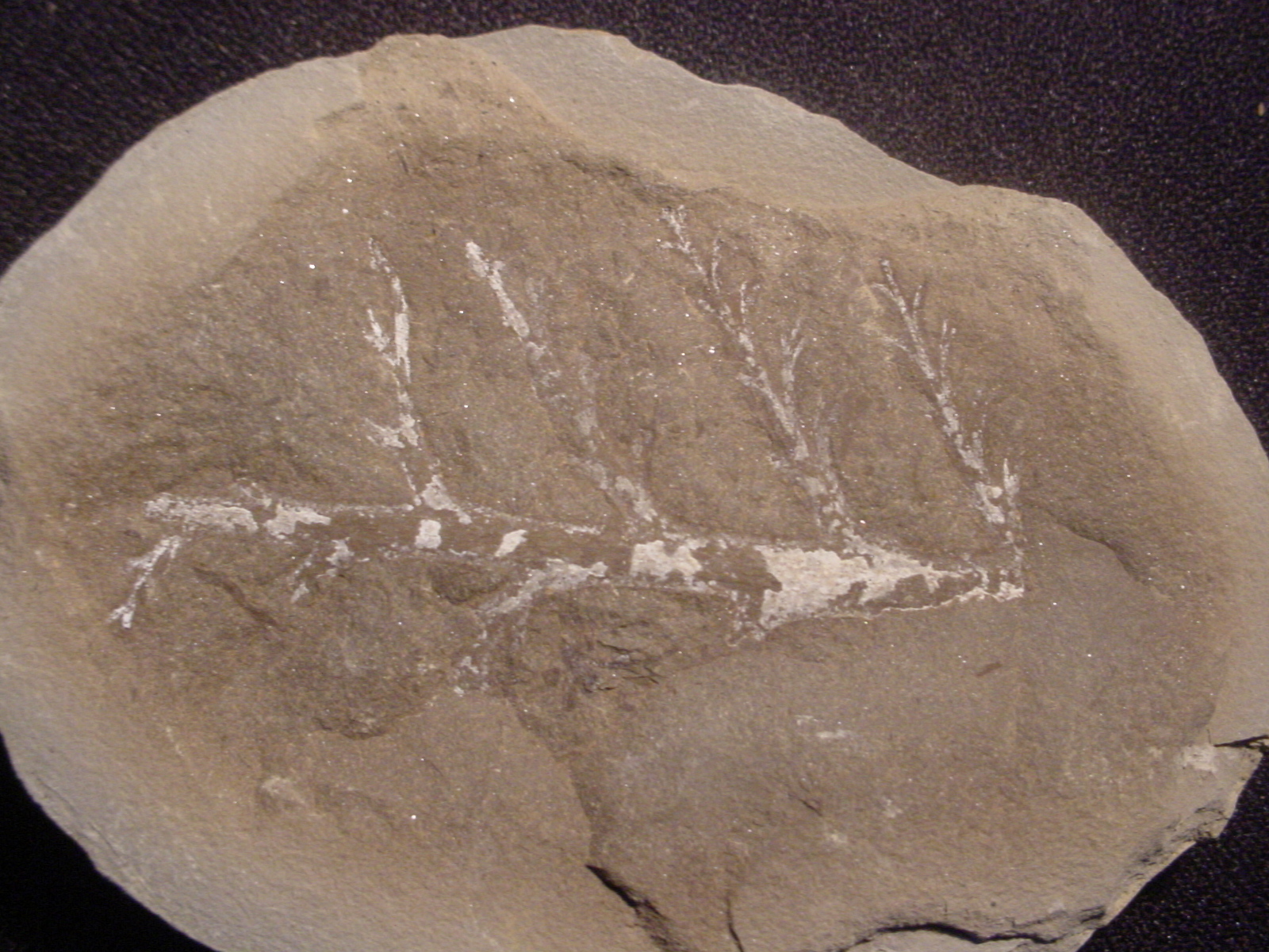 Sphenophyllum Sp Dubium RCMC0114A.jpg - Member Collections - The Fossil ...