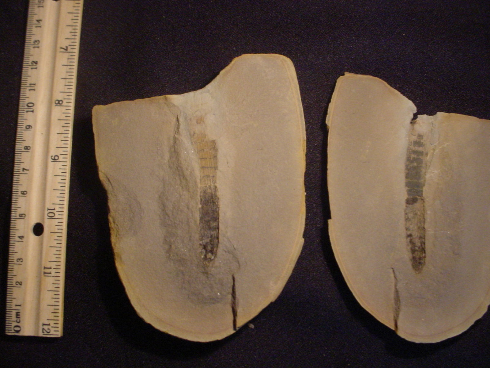 Macrostachya Sp RCMC0187.jpg - Member Collections - The Fossil Forum