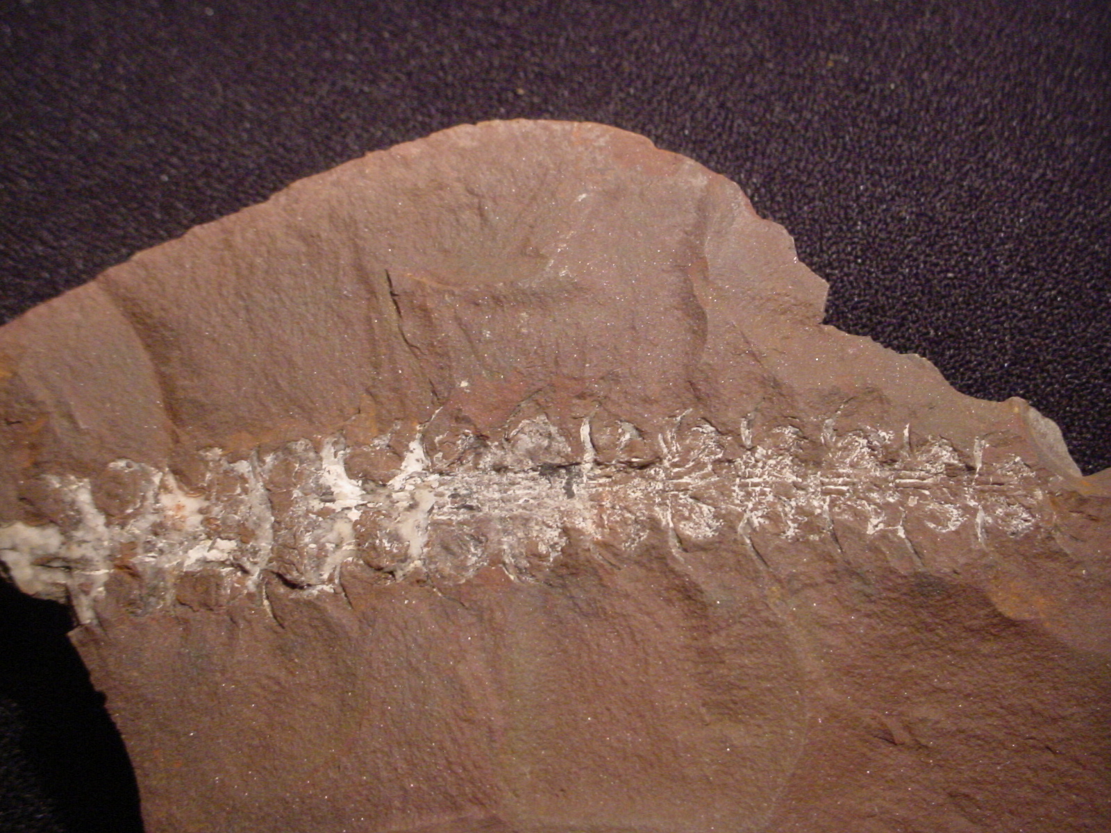 Calamostachys Sp RCMC0188A.jpg - Member Collections - The Fossil Forum