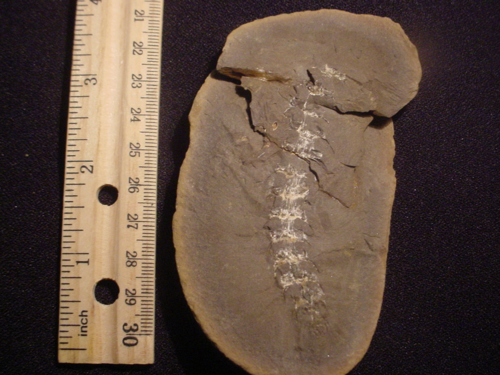 Calamostachys sp RCMC0331.jpg - Member Collections - The Fossil Forum