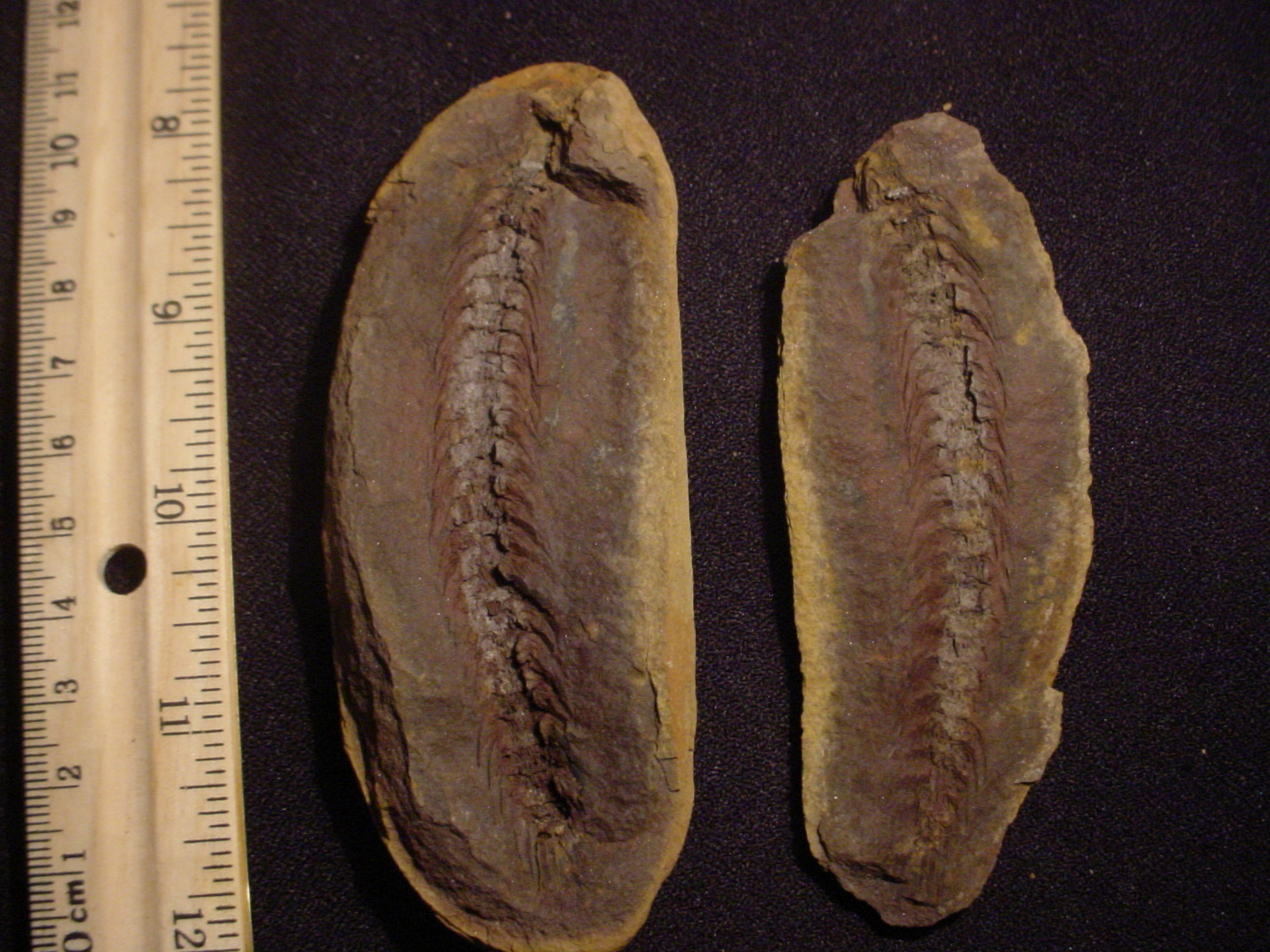 Calamostachys Sp RCMC0189.jpg - Member Collections - The Fossil Forum