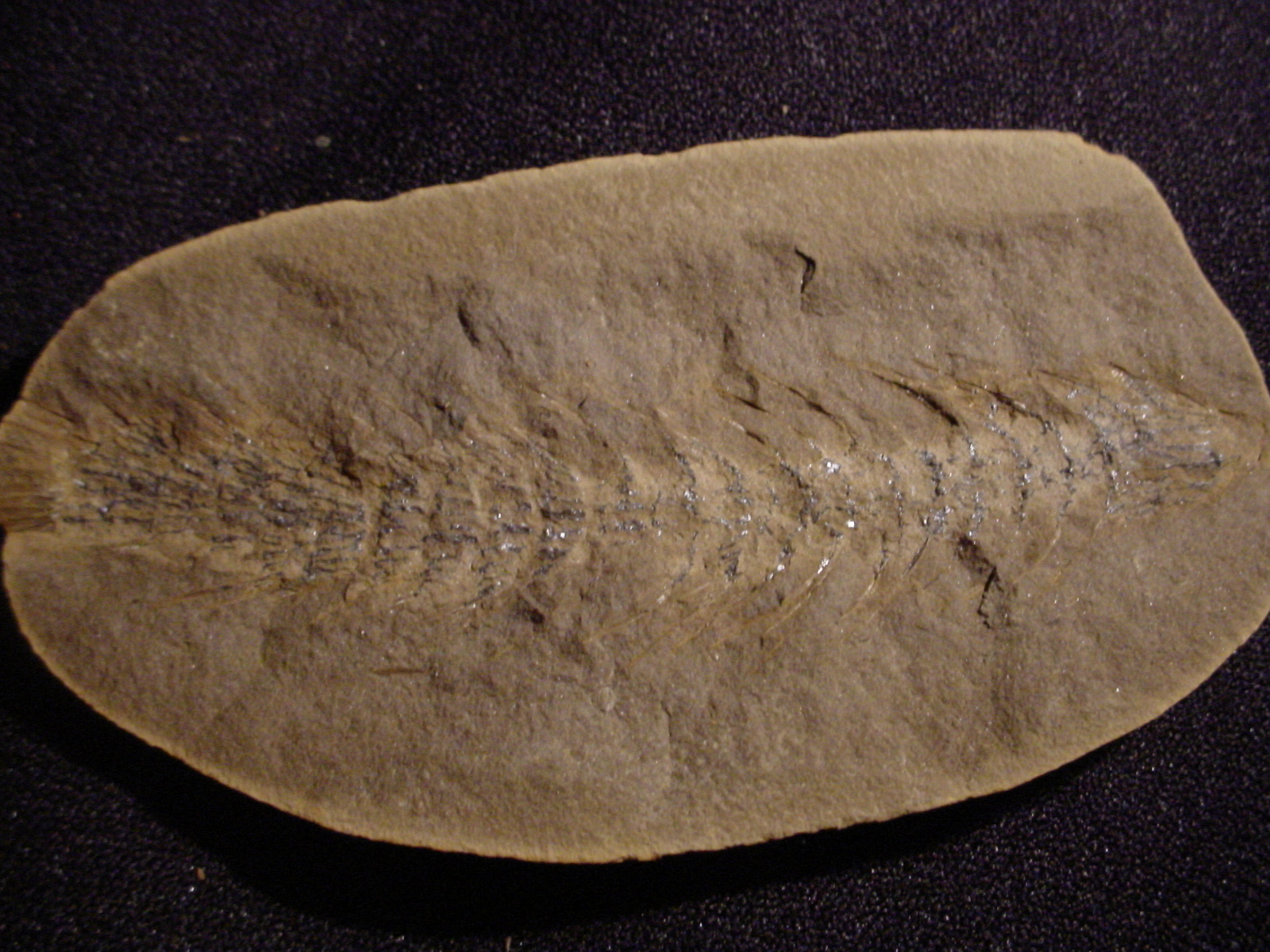 Calamostachys sp RCMC0385 (1).jpg - Member Collections - The Fossil Forum