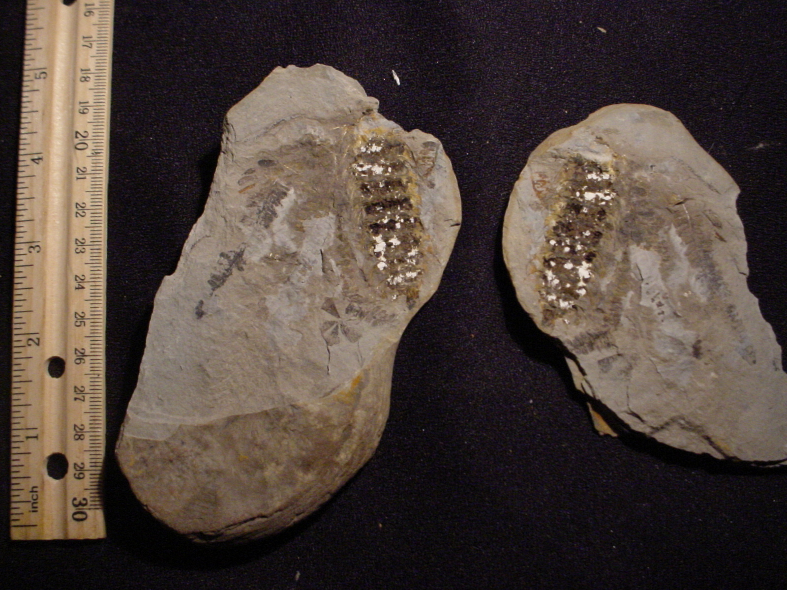 Calamostachys sp RCMC0386.jpg - Member Collections - The Fossil Forum