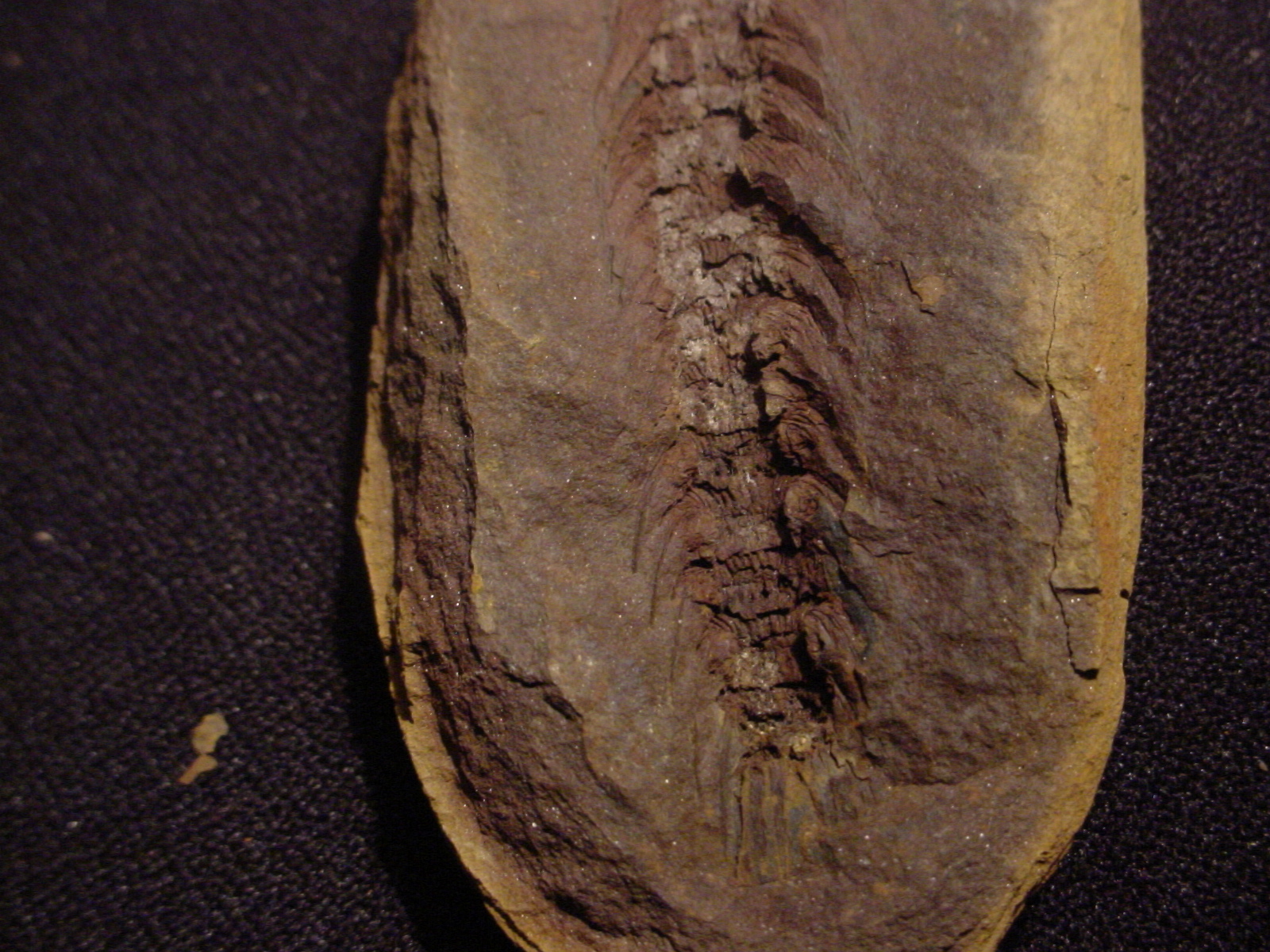 Calamostachys Sp RCMC0189B.jpg - Member Collections - The Fossil Forum