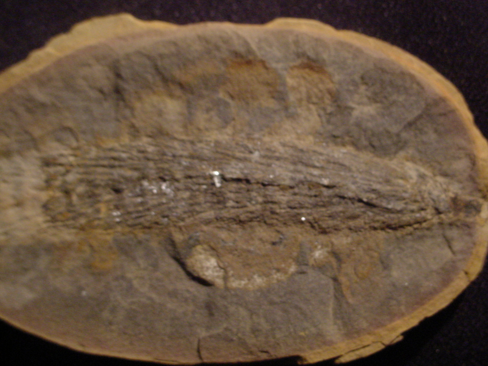 Macrostachya Sp RCMC0186A.jpg - Member Collections - The Fossil Forum