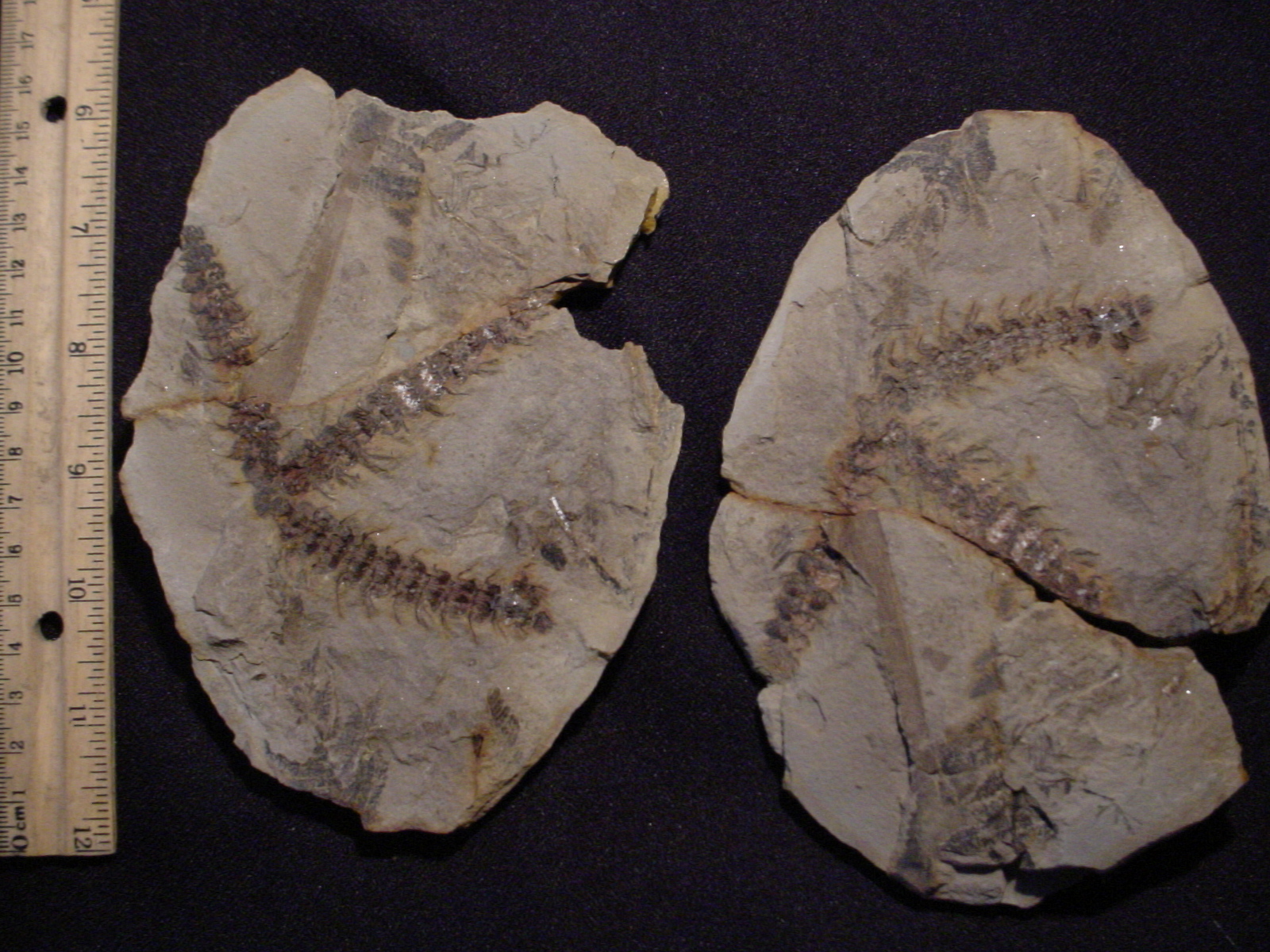 Calamostachys sp RCMC0422.jpg - Member Collections - The Fossil Forum