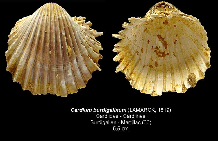 Cardium burdigalinum (LAMARCK, 1819) - Member Collections - The Fossil ...