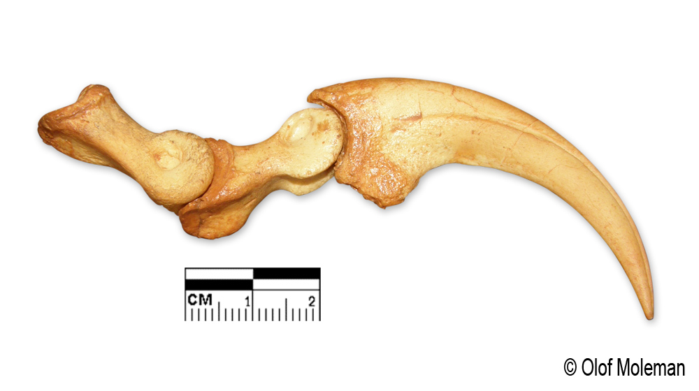 Velociraptor claw Replica - Member Collections - The Fossil Forum