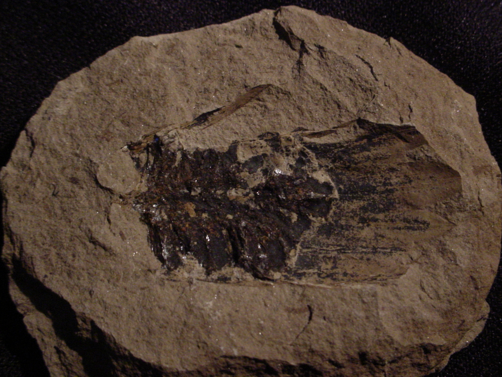 Lepidostrobus Lanceolatus RCMC0289 (2).jpg - Member Collections - The ...